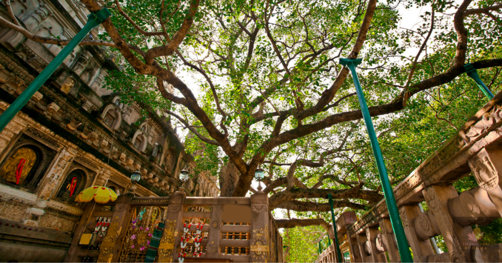 Bodhi Tree | Intro, Symbolism & History - ThankYou Buddha