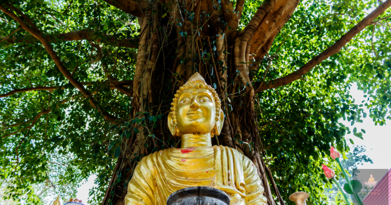Bodhi Tree | Intro, Symbolism & History - ThankYou Buddha