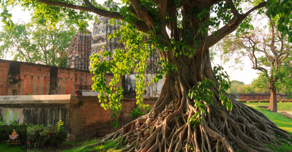 Bodhi Tree | Intro, Symbolism & History - ThankYou Buddha